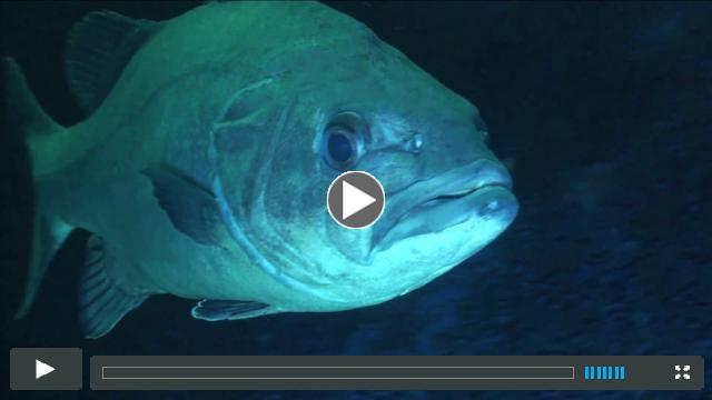 VIDEO - A rare glimpse of a Carolina Wreckfish in the wild