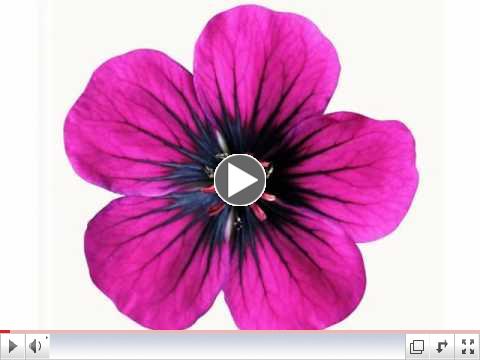 Learn to Sign "FLOWER"...the WeeHands Sign of the Week!