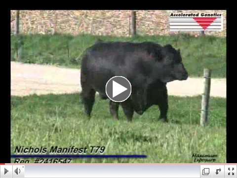 Black Simmental Sires Update