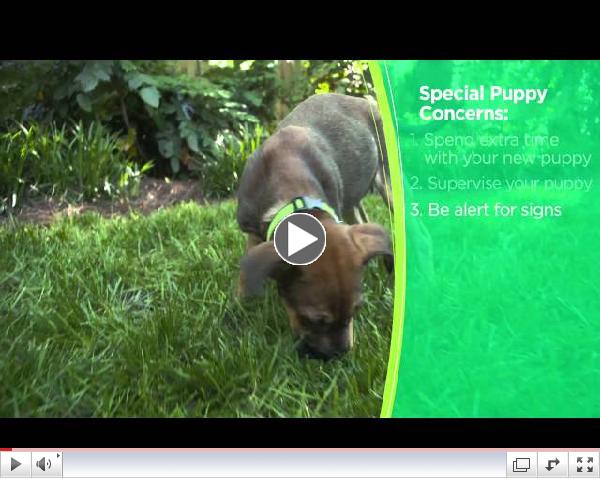 Breeder Tips: Puppy Packets